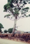 Ash Wednesday – 16 February 1983. – Victoria’s Forests & Bushfire Heritage