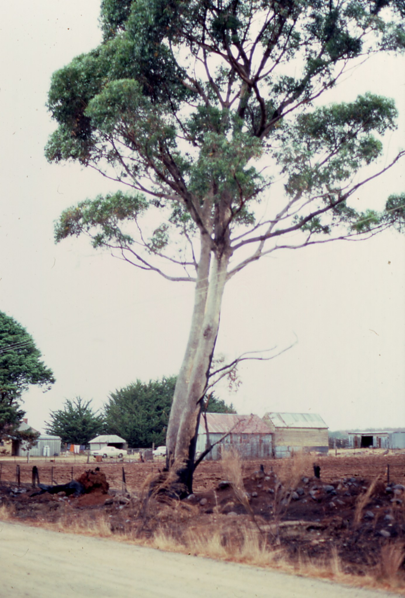 Ash Wednesday – 16 February 1983. – Victoria’s Forests & Bushfire Heritage
