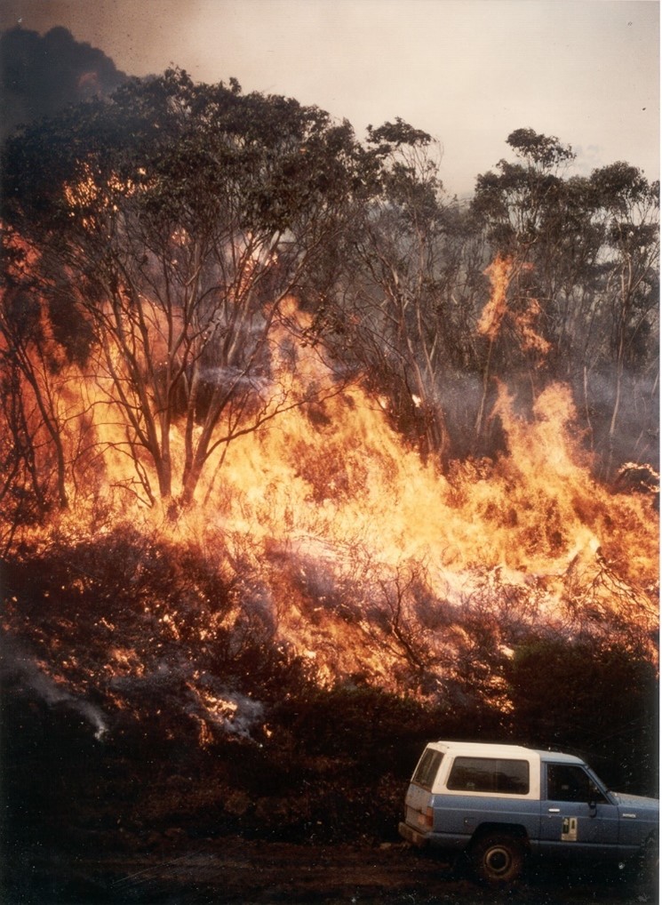 Bright Plantation Fire – 1982. – Victoria’s Forests & Bushfire Heritage