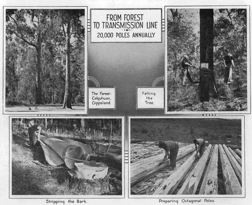 Power Poles. – Victoria’s Forests & Bushfire Heritage