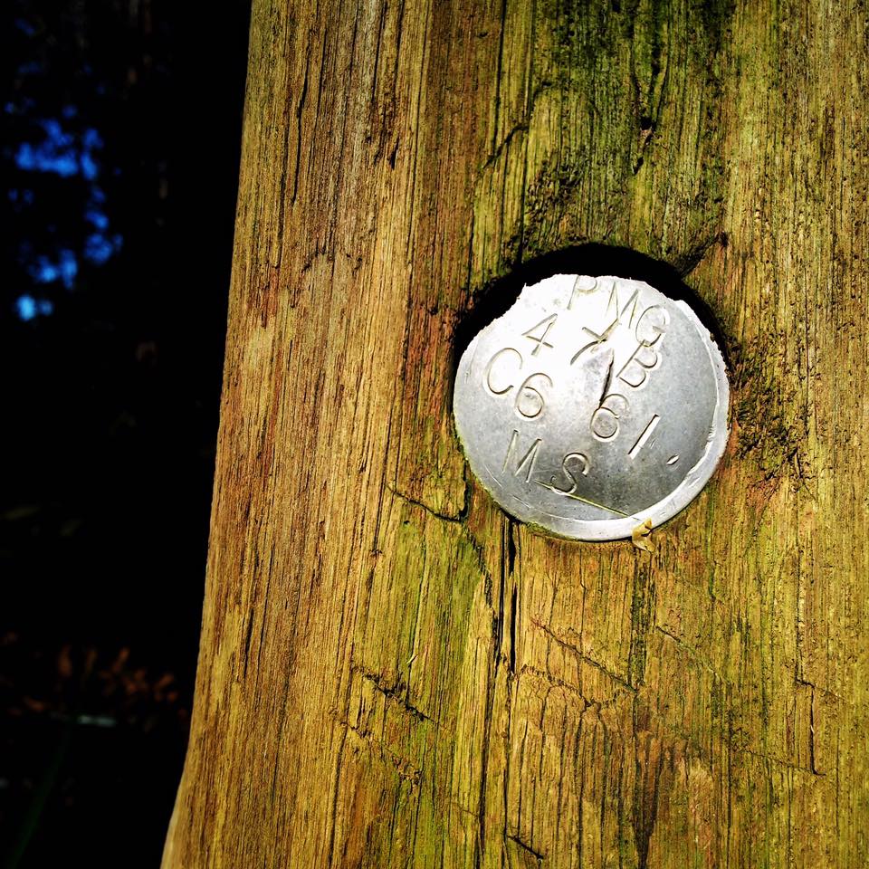Power Poles. – Victoria’s Forests & Bushfire Heritage