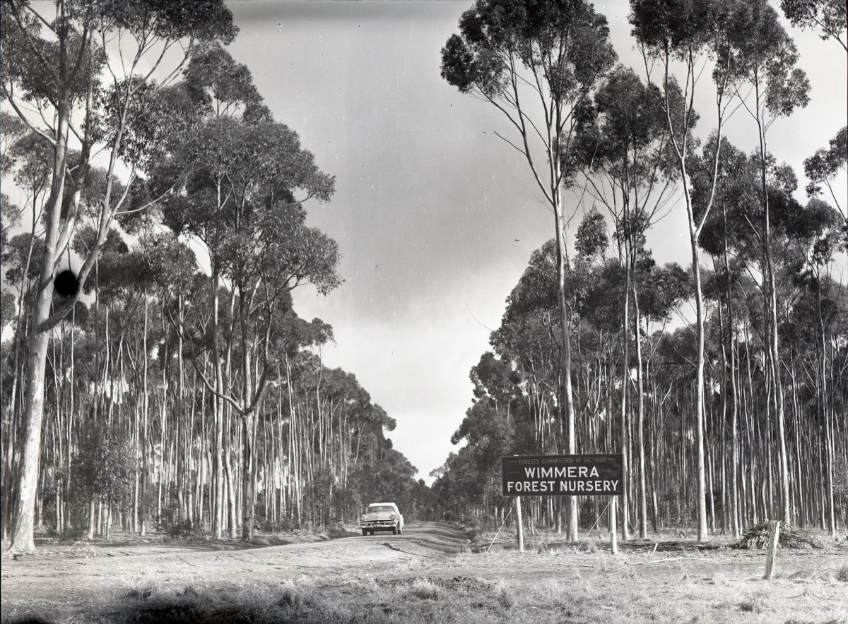 Sugar Gum. – Victoria’s Forests & Bushfire Heritage