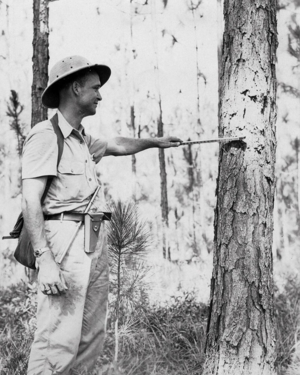 Biltmore Stick – Victoria’s Forests & Bushfire Heritage