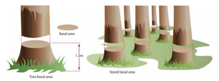 Basal Area Prism. – Victoria’s Forests & Bushfire Heritage