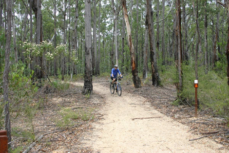 Mississippi Quarry – Colquhoun forest. – Victoria’s Forests & Bushfire ...