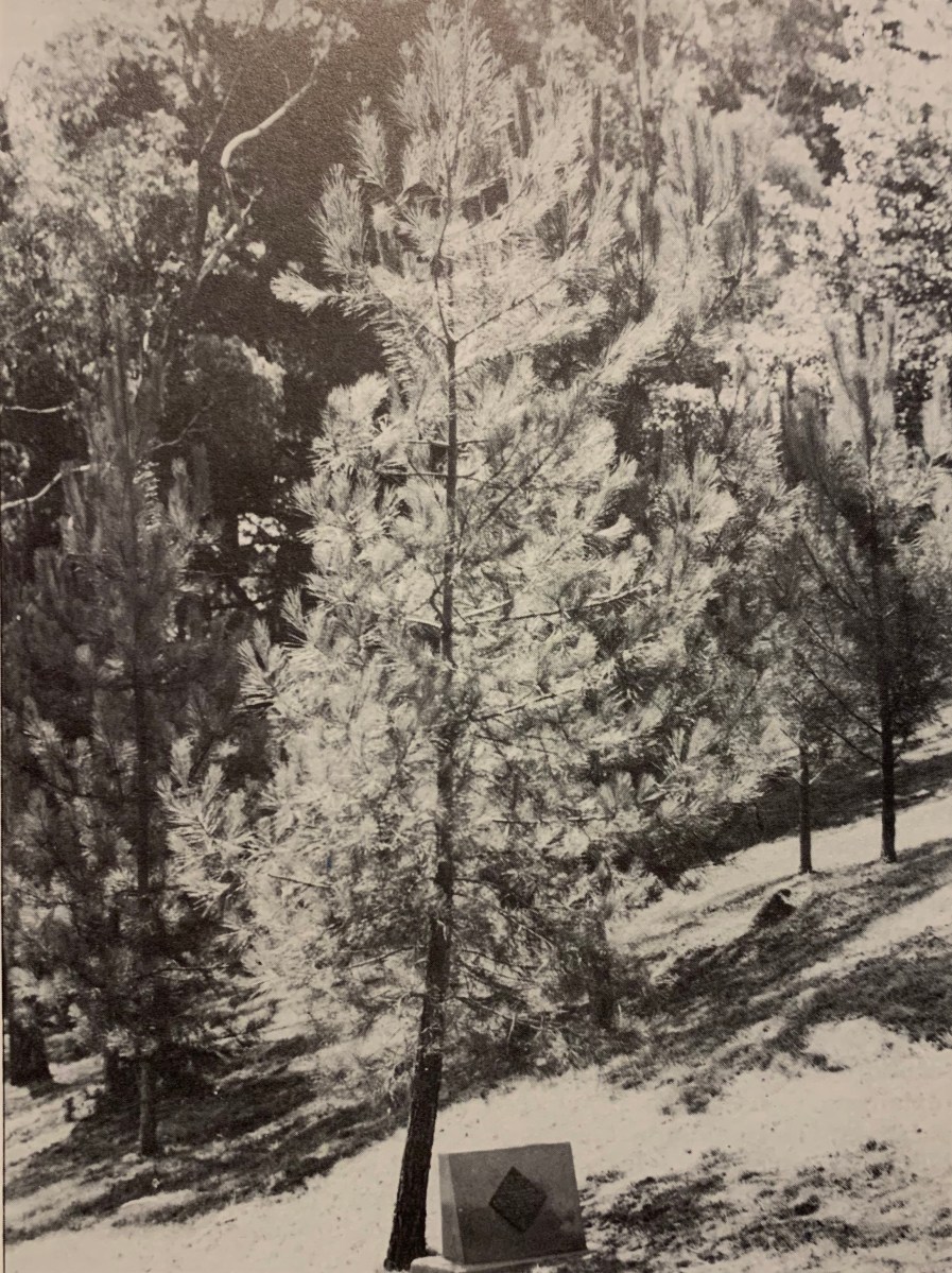 Lone Pine tree – Victorian School of Forestry (VSF). – Victoria’s ...