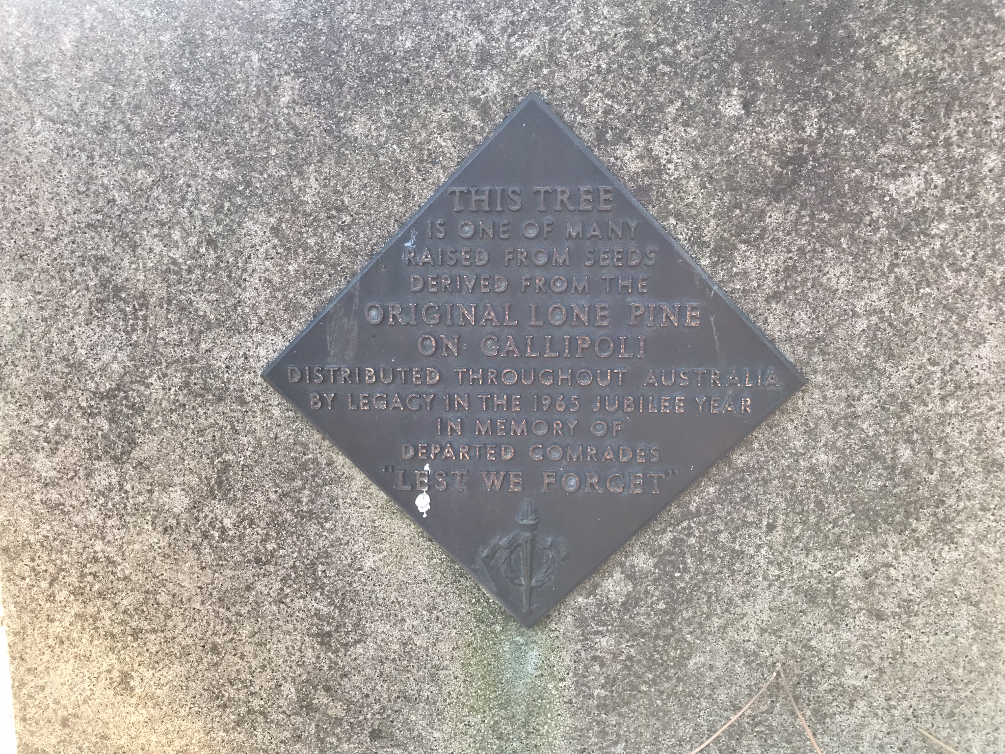 Lone Pine tree – Victorian School of Forestry (VSF). – Victoria’s ...