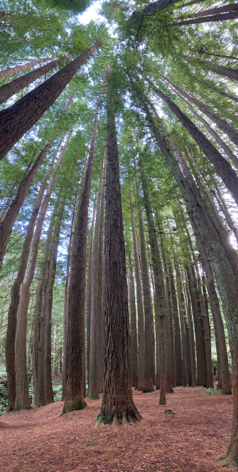 Coast redwoods. – Victoria’s Forests & Bushfire Heritage