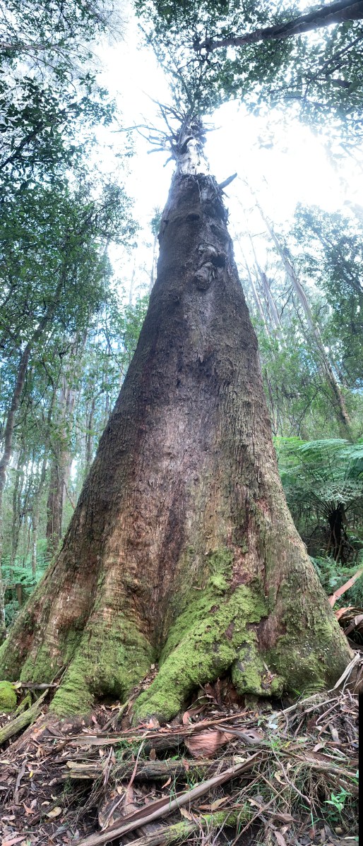 Hackett Tree – Powelltown. – Victoria’s Forests & Bushfire Heritage