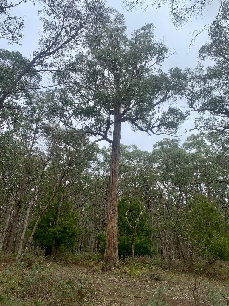 Stringy’s Tree – Heywood. – Victoria’s Forests & Bushfire Heritage