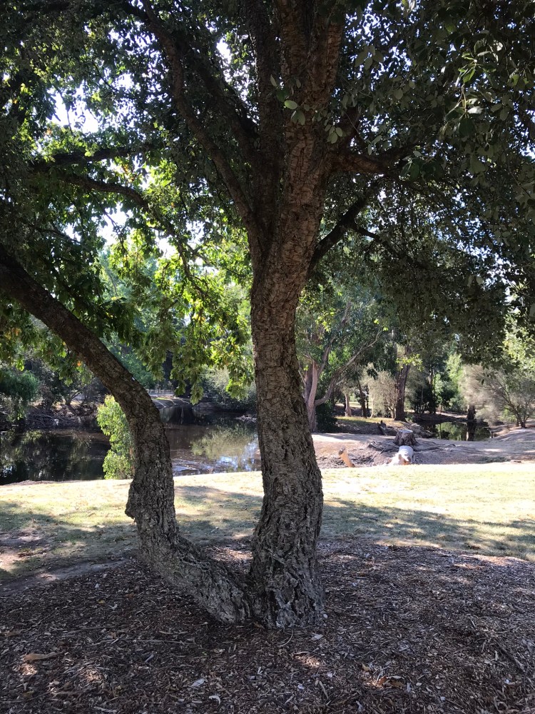 Cork Oak. – Victoria’s Forests & Bushfire Heritage