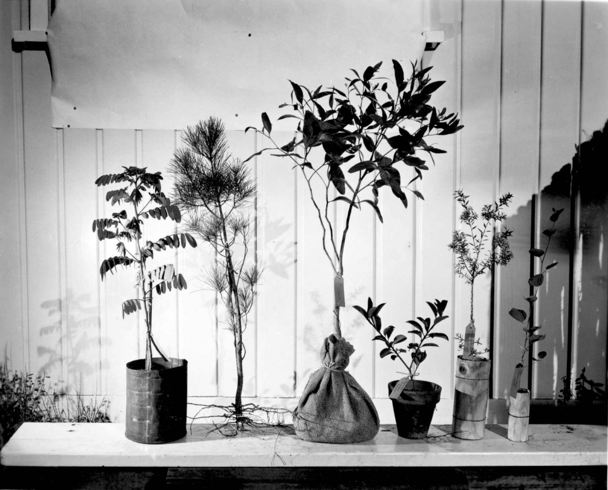 State Rivers and Water Supply Commission – Lysterfield nursery. – Victoria’s Forests & Bushfire ...