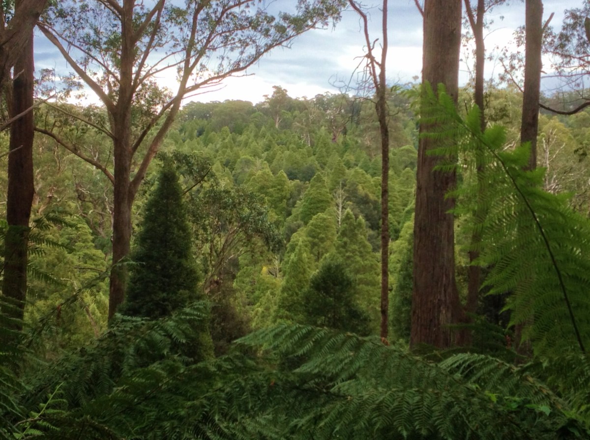 Sassafras Oil. – Victoria’s Forests & Bushfire Heritage
