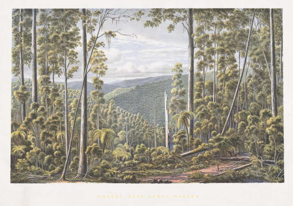 The tragedy of the Otway & eastern Strzelecki forests. – Victoria’s ...