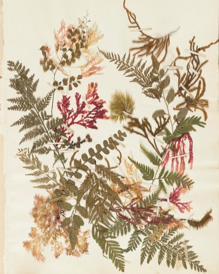 Pteridomania. – Victoria’s Forests & Bushfire Heritage