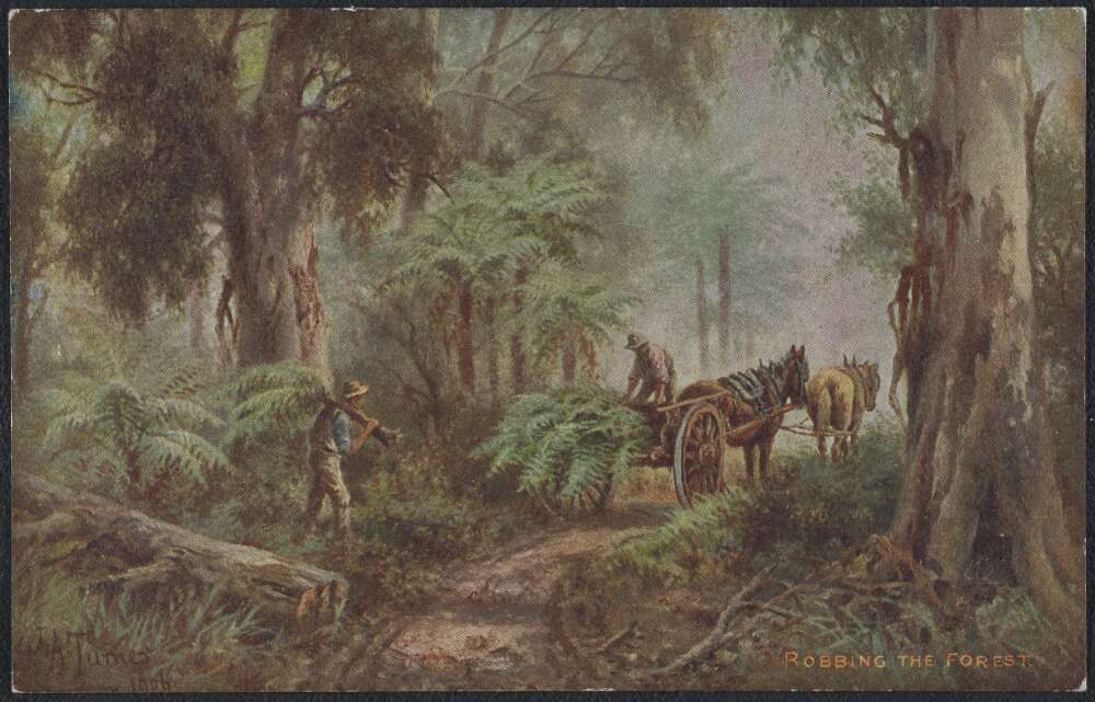 Pteridomania. – Victoria’s Forests & Bushfire Heritage
