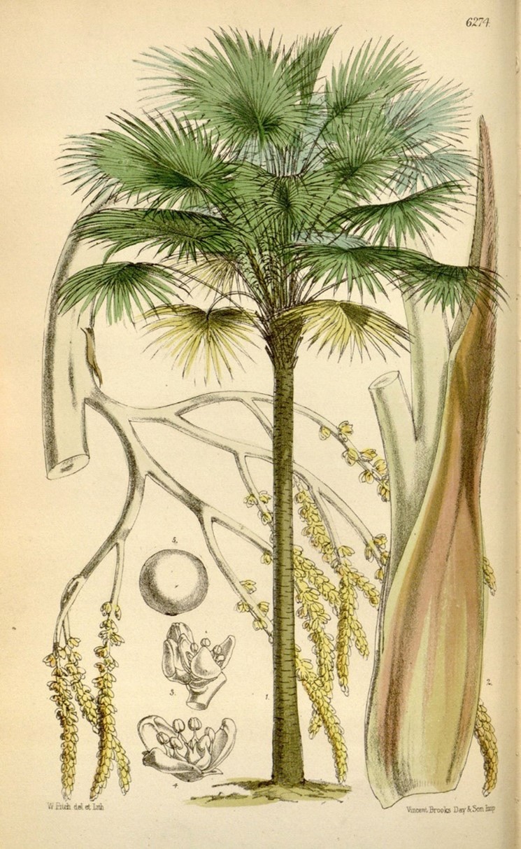 Cabbage-Tree Palm hats. – Victoria’s Forests & Bushfire Heritage