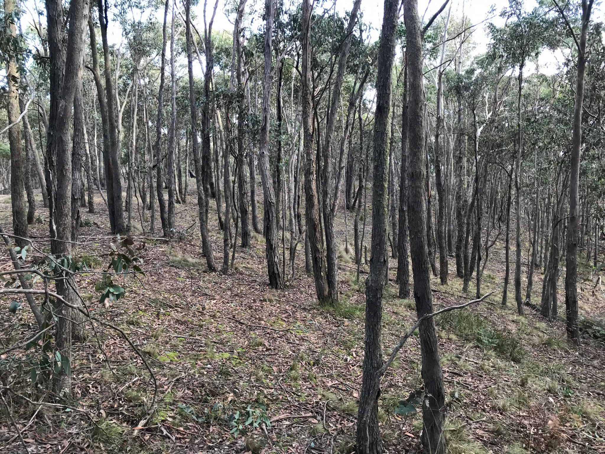 Wombat State Forest. – Victoria’s Forests & Bushfire Heritage