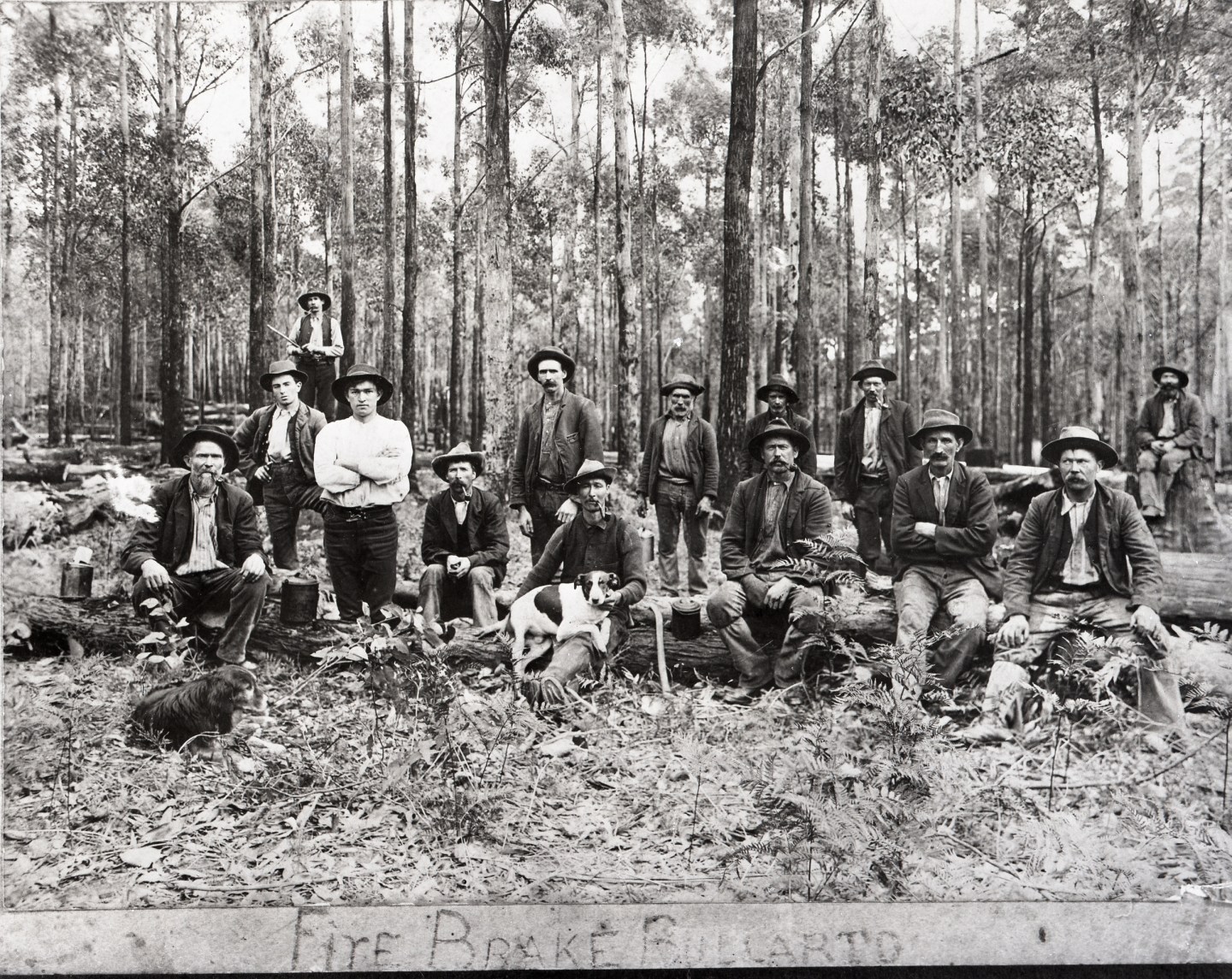 Wombat State Forest. – Victoria’s Forests & Bushfire Heritage